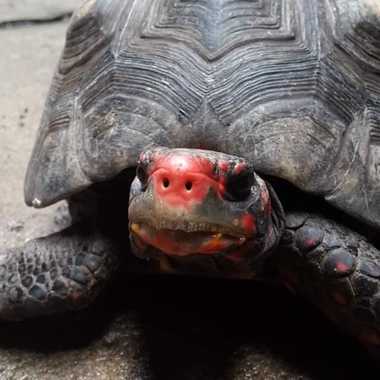 Missing Family Pet Tortoise Lost For 30 Years Found In Attic — Still ...