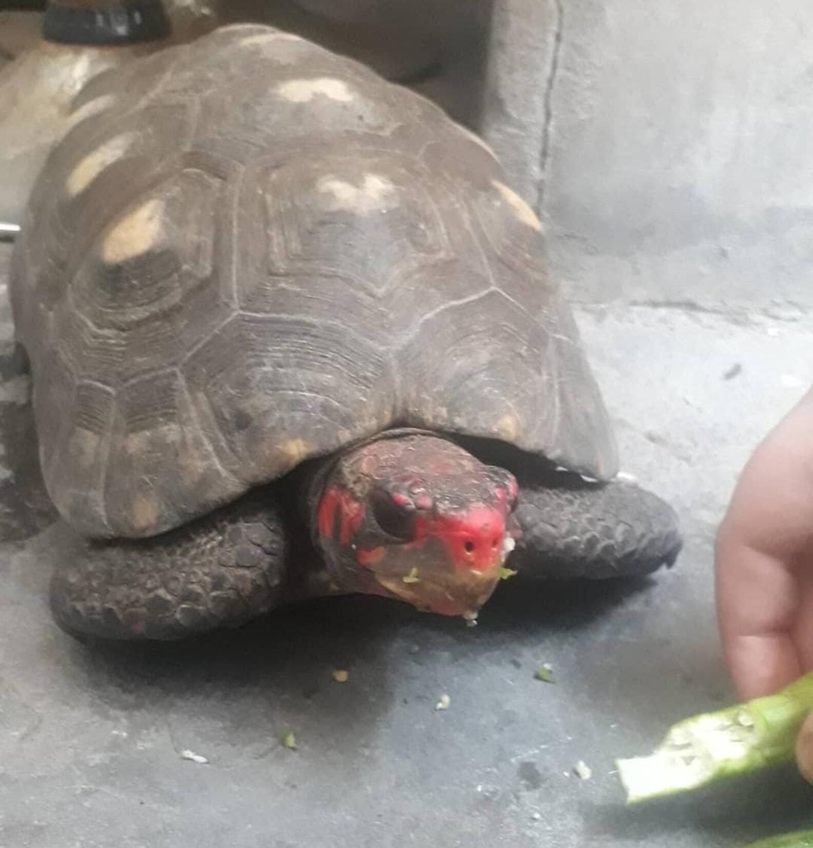 Missing Family Pet Tortoise Lost For 30 Years Found In Attic — Still ...