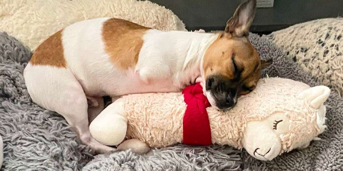 Special Shelter Dog Loves To Cuddle With His Stuffed Animal Collection ...