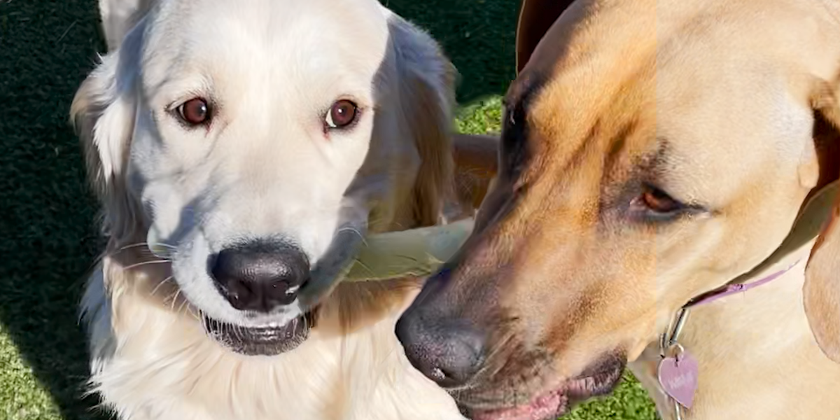 These Dogs Only Have Eyes For Each Other - Videos - The Dodo