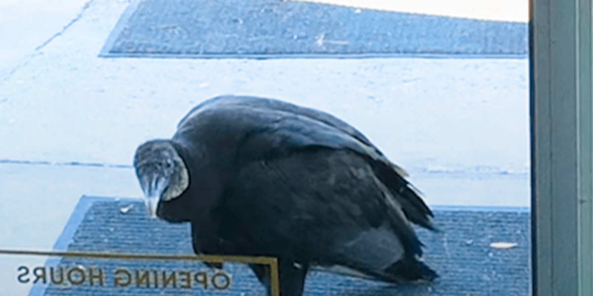 This Injured Vulture Waits for His Caretaker at Her Office Everyday ...