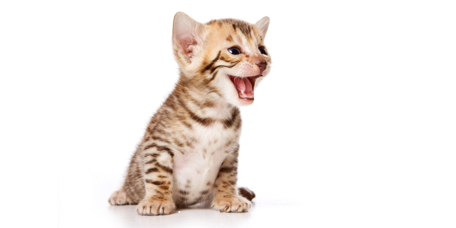 Here’s Why Your Kitten Is Meowing So Much (And How To Get Her To Stop ...