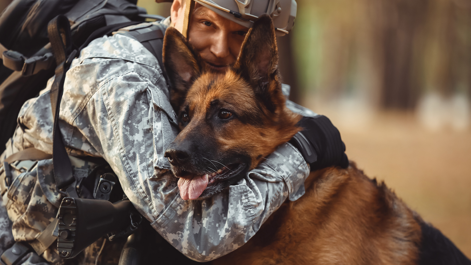 4 Military Dogs To Remember On Memorial Day - DodoWell - The Dodo