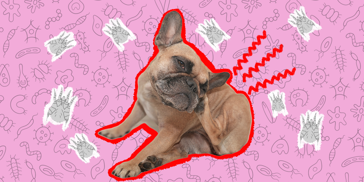 Ear Mites In Dogs: What They Look Like And How To Treat Them - DodoWell ...