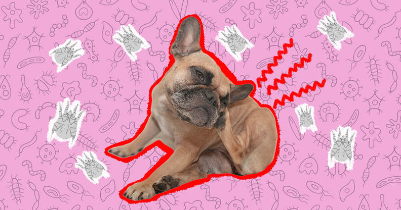 Ear Mites In Dogs: What They Look Like And How To Treat Them - DodoWell ...