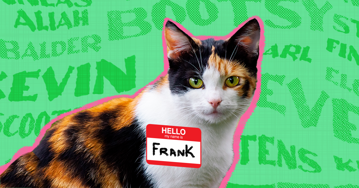 Cats Calico Female Kitten Names The Calico Cat Personality