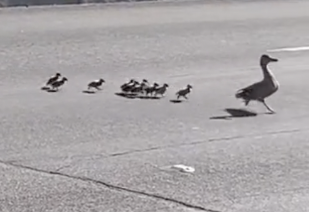 Kind Officer Helps Mother Duck And Ducklings Cross A Road - The Dodo