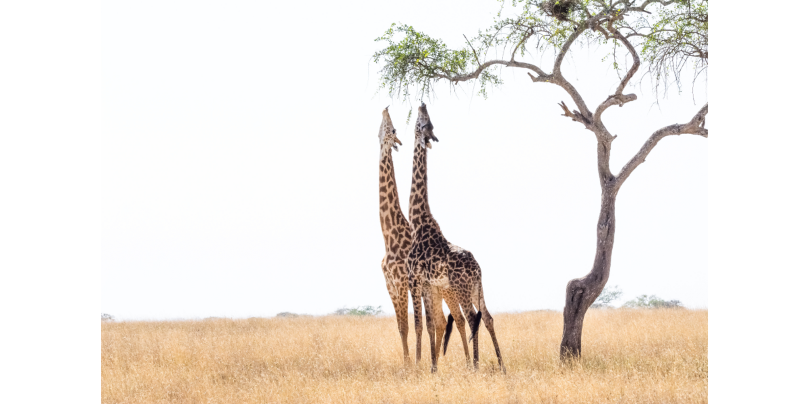 11 Giraffe Facts That Will Surprise You - DodoWell - The Dodo