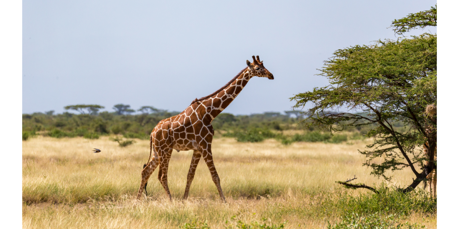 11 Giraffe Facts That Will Surprise You - DodoWell - The Dodo
