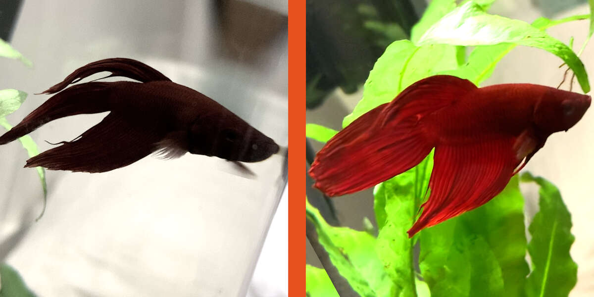 Betta Fish Goes From Jar To Tank And Completely Changes Color - Videos ...