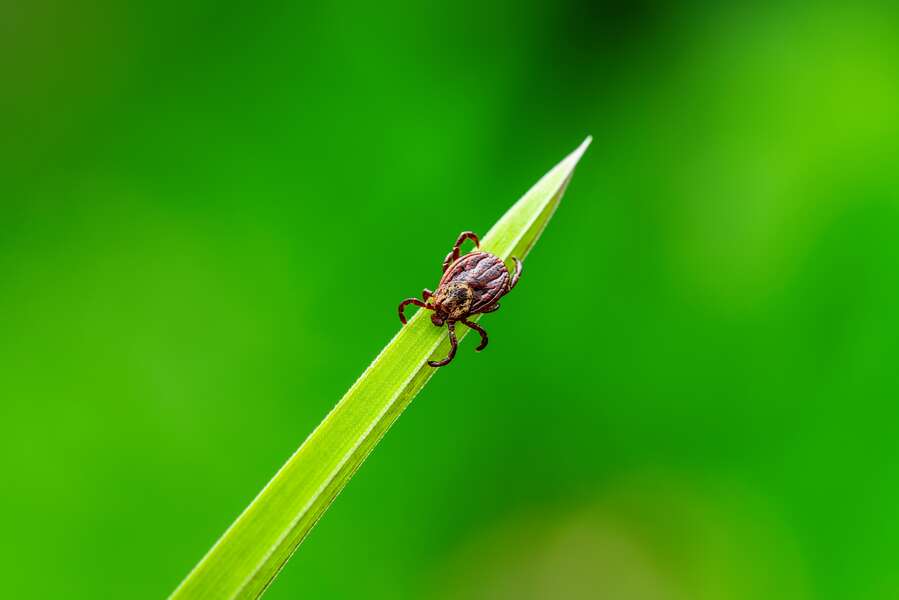 How to Stay Safe from Ticks This Summer - Thrillist