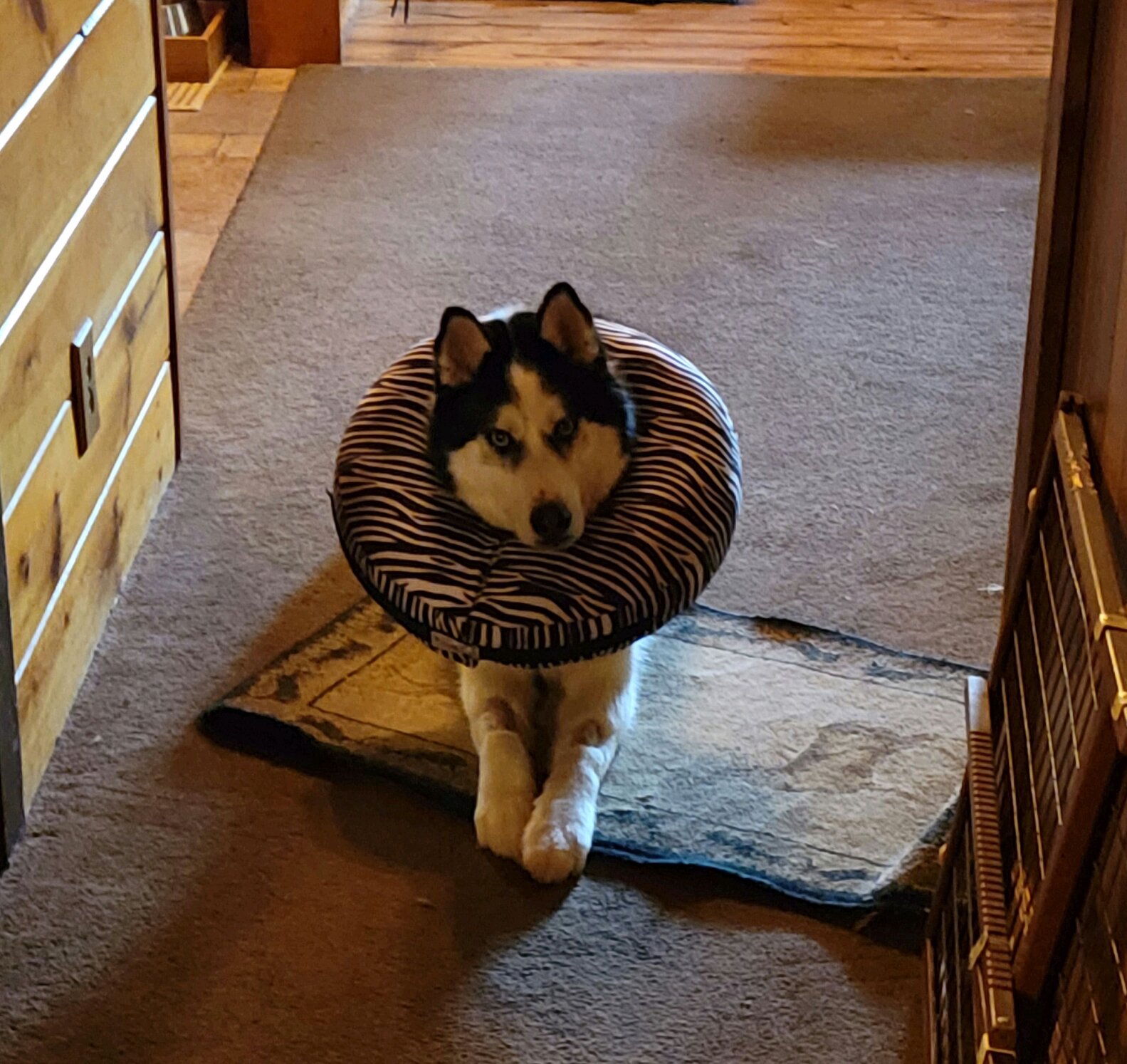 Vet Staff Creates 'Fake Vet' To Watch Over Anxious Husky - The Dodo