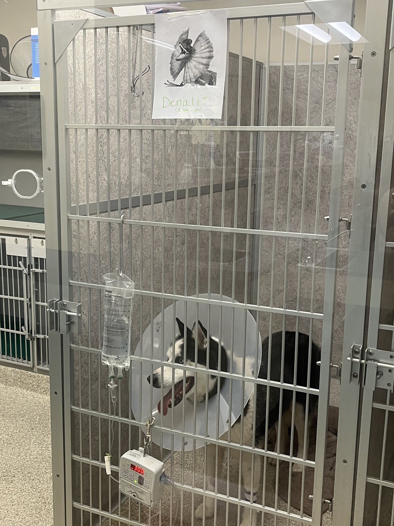 Vet Staff Creates 'Fake Vet' To Watch Over Anxious Husky - The Dodo