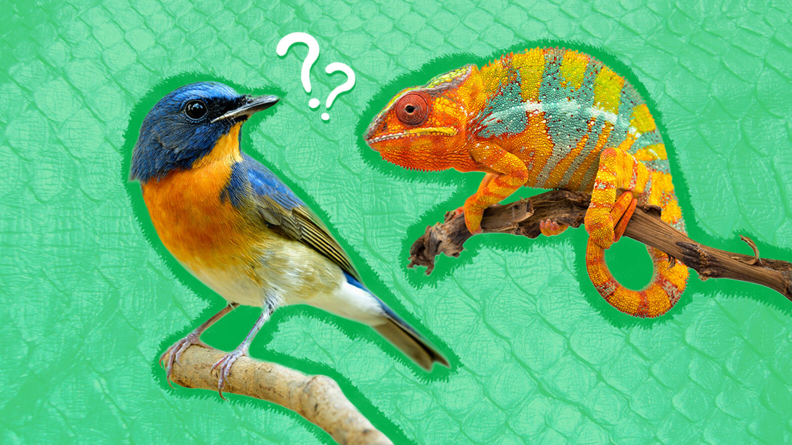 Are Birds Reptiles? Here’s The Interesting Answer - DodoWell - The Dodo