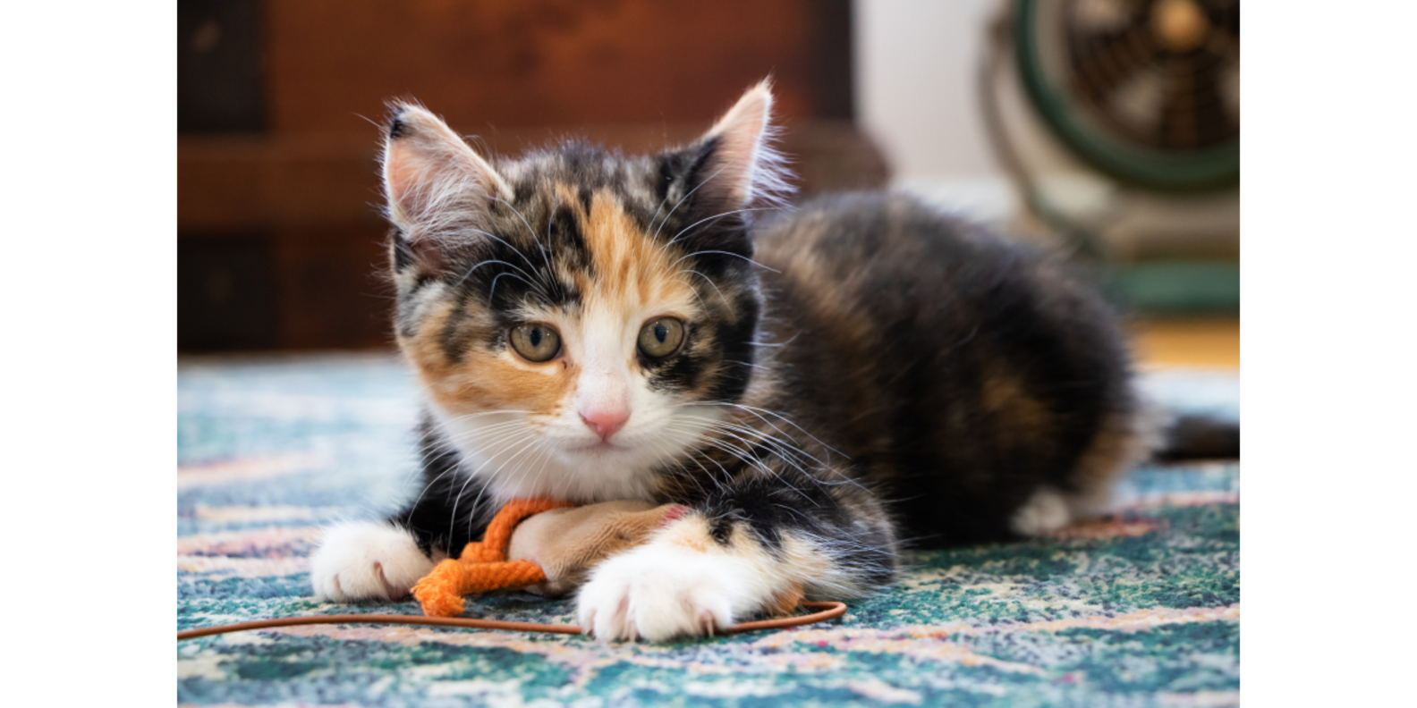 How To Tell If A Kitten Is A Male Or Female: Vet-Recommended Tips ...