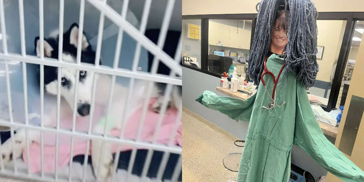 Vet Staff Creates 'Fake Vet' To Watch Over Anxious Husky - The Dodo