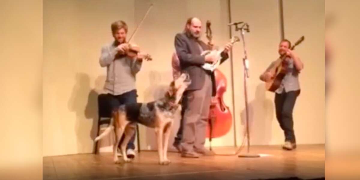 Dog Wakes Up In Time To Sing A Band's Encore - The Dodo