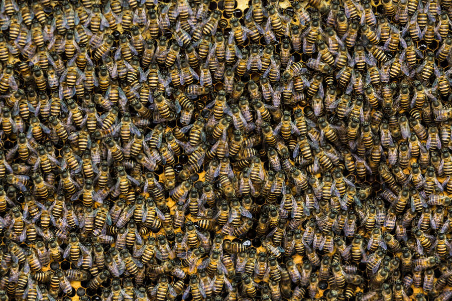 Armstrong International Airport Swarmed by 15,000 Bees - Thrillist