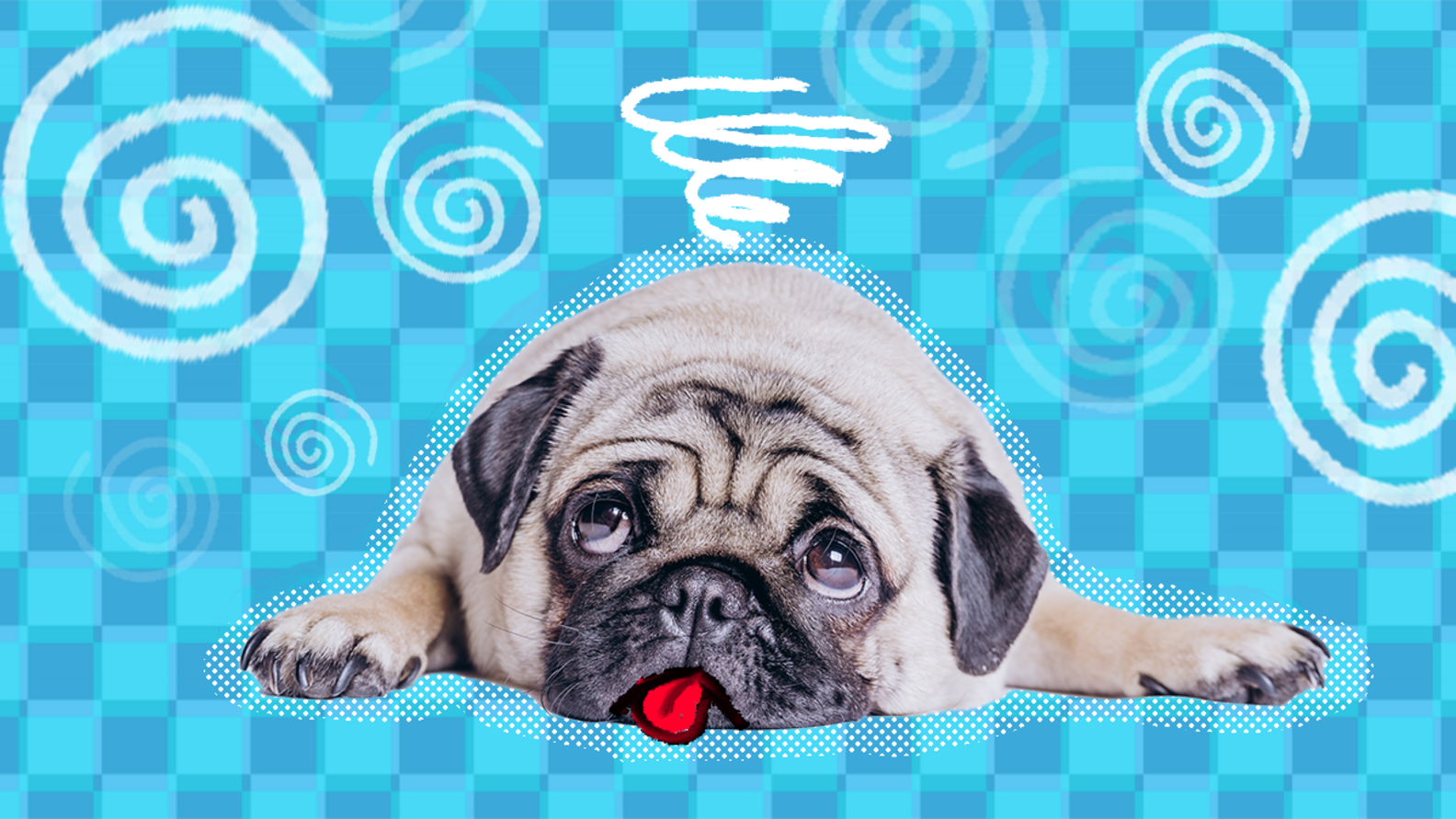 Dog Constipation: Vets Weigh In On Causes And What You Can Do To Help ...