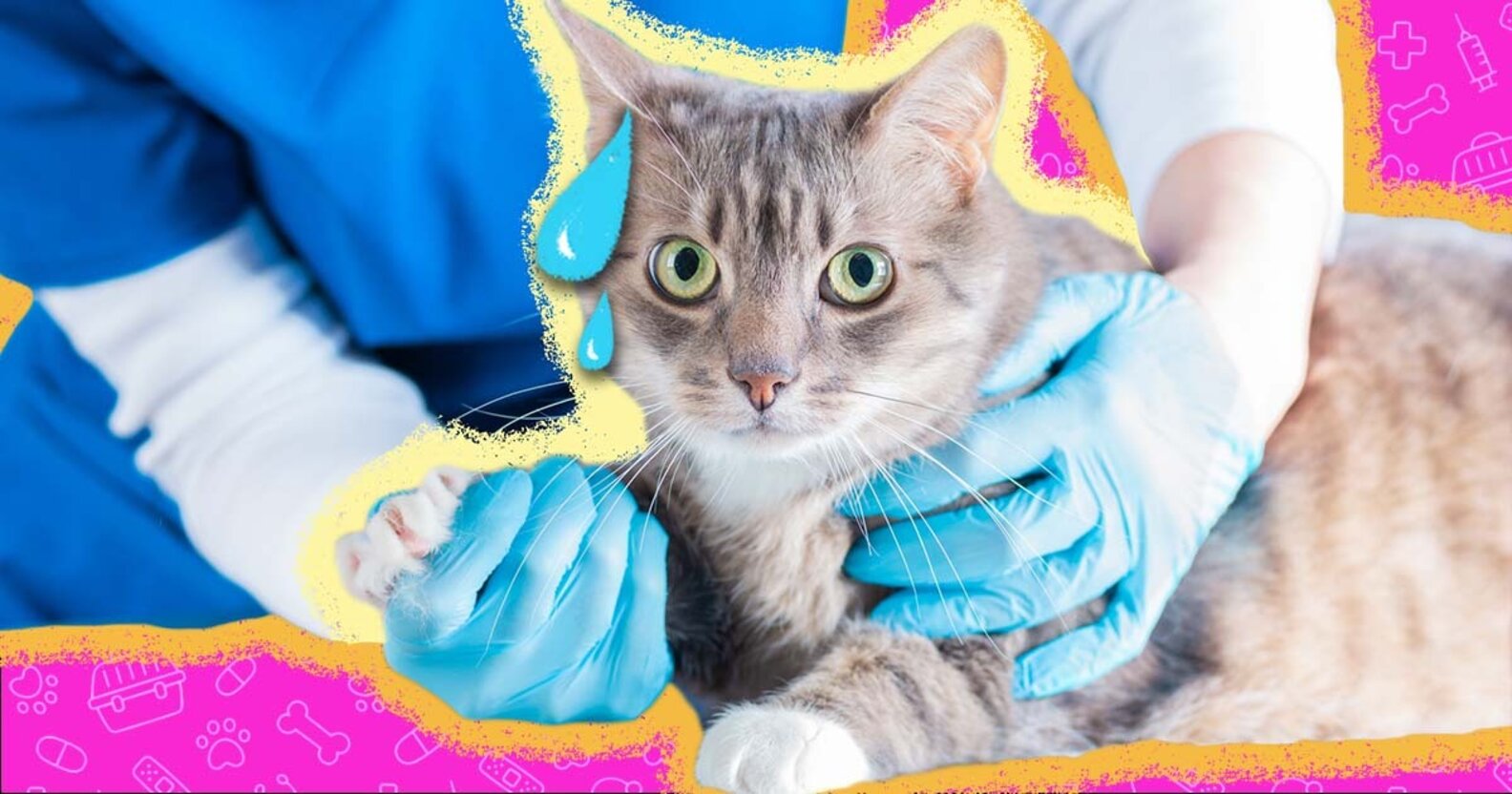 How Often Do You Take A Cat To The Vet Here s What An Expert