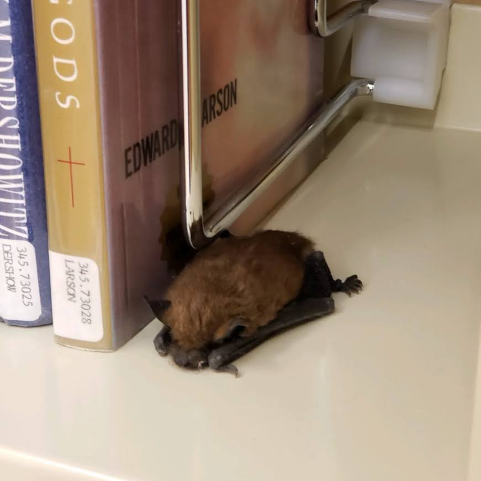 Librarian Spots A Sleepy Little Animal Curled Up With The Books - The Dodo