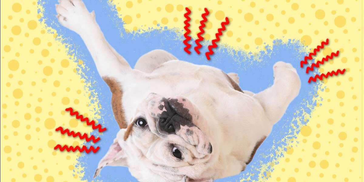 10 Dog Skin Conditions To Watch Out For, According To A Vet - DodoWell ...