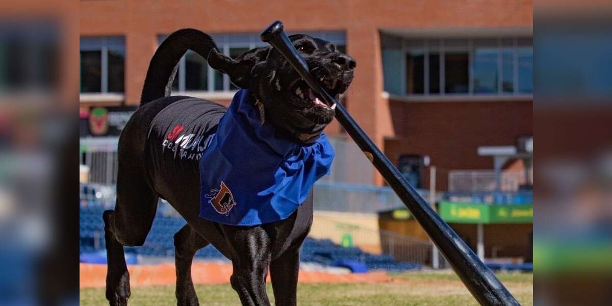 Dog Fetches Bats During Pro Games - The Dodo