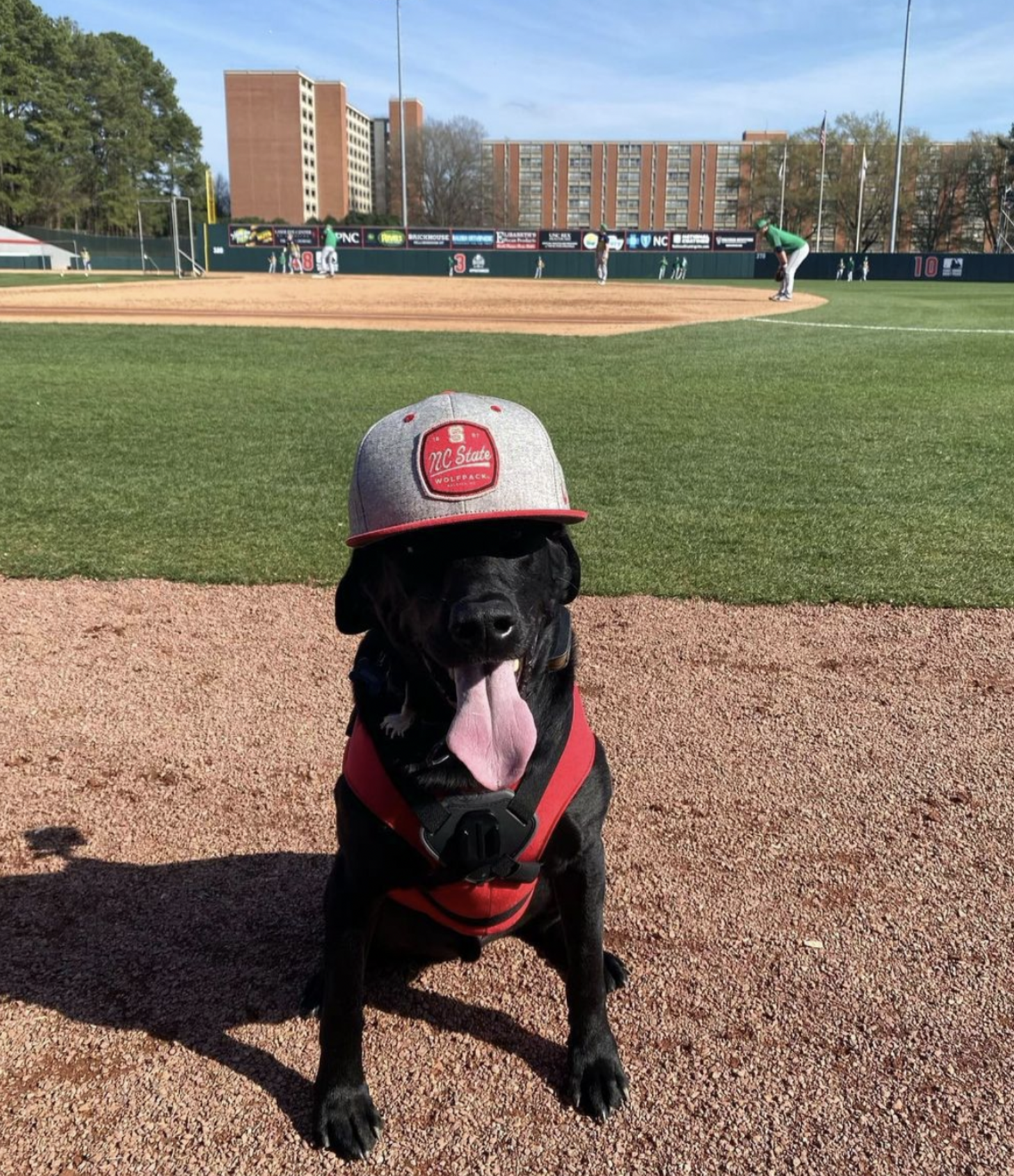 Dog Fetches Bats During Pro Games - The Dodo
