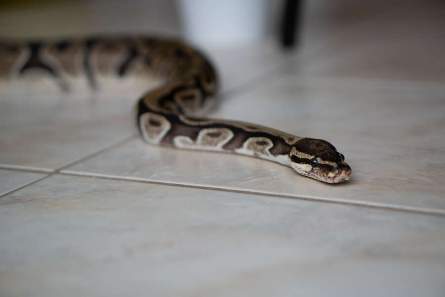 Sonic Employees Found an Over 3-Foot Long Python in Kitchen - Thrillist