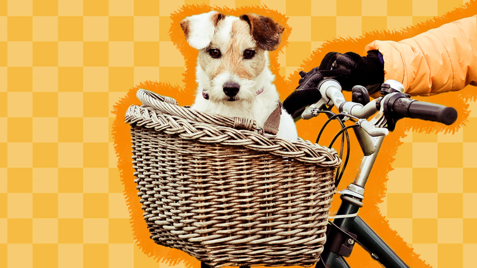 How To Bike With Your Dog: Training, Safety Tips and Gear - DodoWell ...