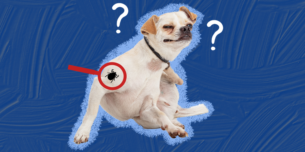 Dog Tick Diseases: The 7 Most Common Diseases And Symptoms To Watch For ...