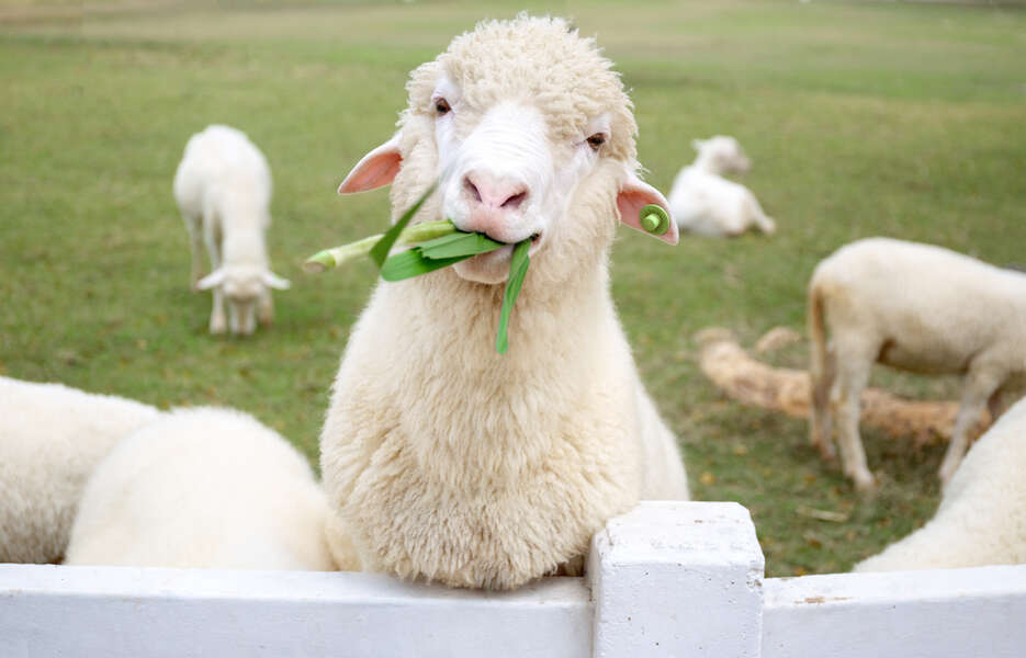Sheep Will Come to Governors Island to Eat Invasive Plants - Thrillist