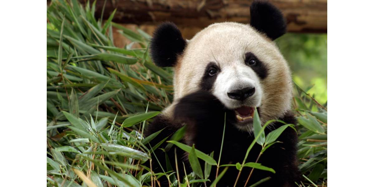11 Panda Facts That We're Obsessed With - DodoWell - The Dodo