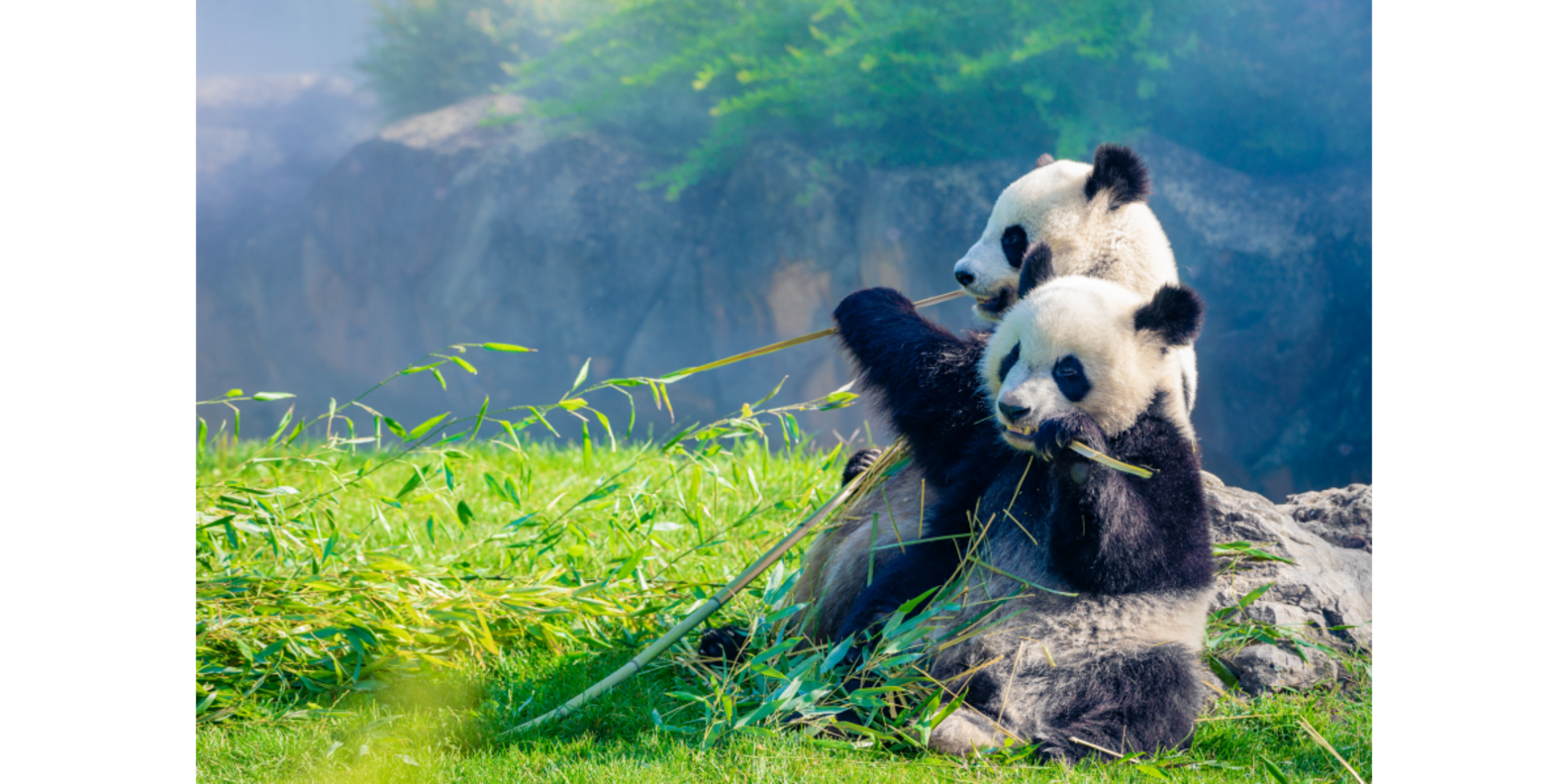 11 Panda Facts That We're Obsessed With - DodoWell - The Dodo