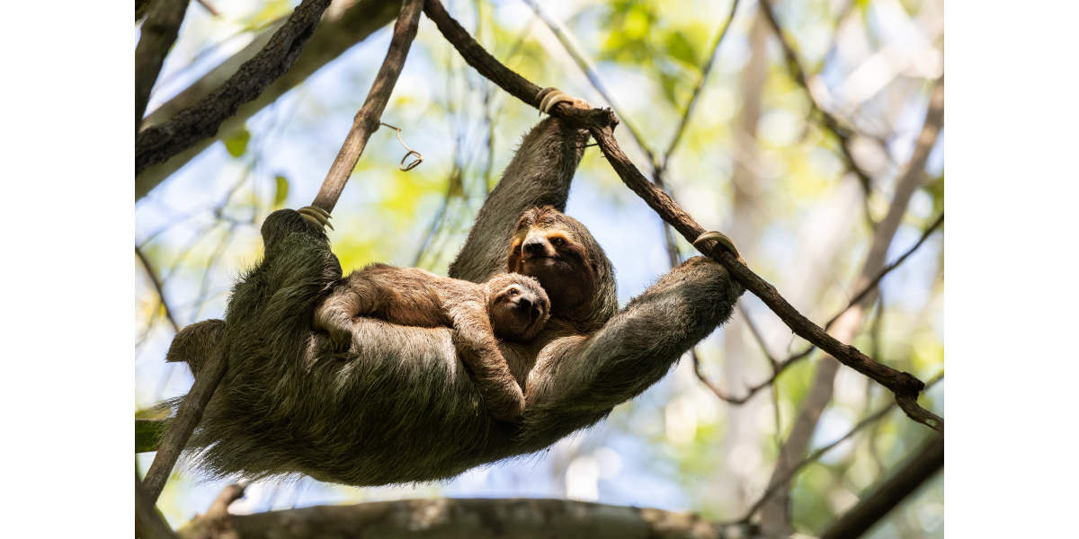 Why Are Sloths Slow? Hint: It’s Not Because They’re Lazy - DodoWell ...