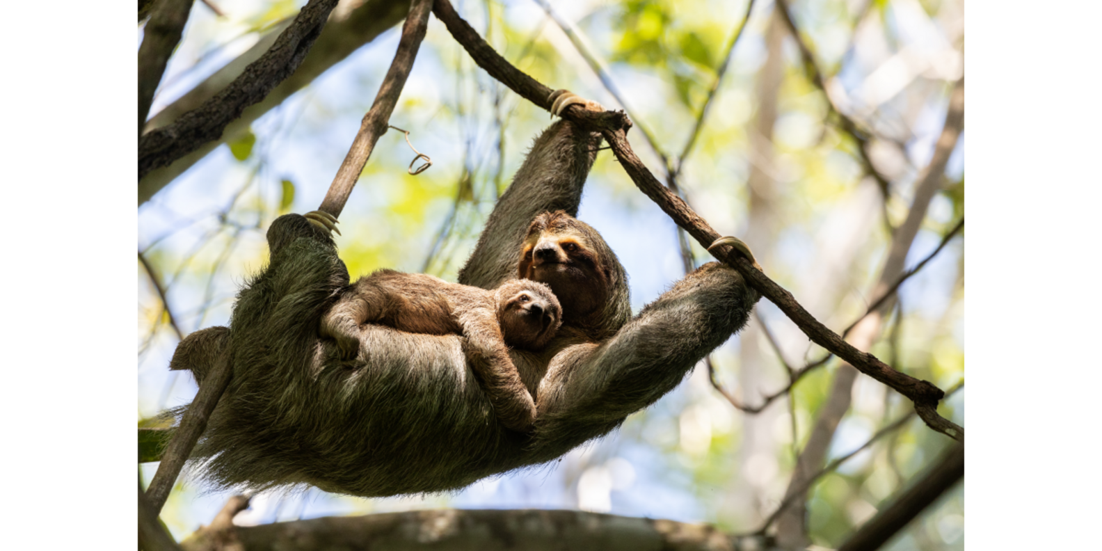 Why Are Sloths Slow? Hint: It’s Not Because They’re Lazy - DodoWell ...