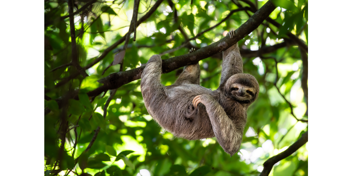 Why Are Sloths Slow? Hint: It’s Not Because They’re Lazy - DodoWell ...