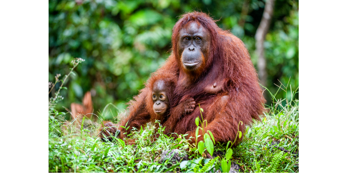 11 Endangered Animals Surprisingly Close To Extinction - DodoWell - The ...