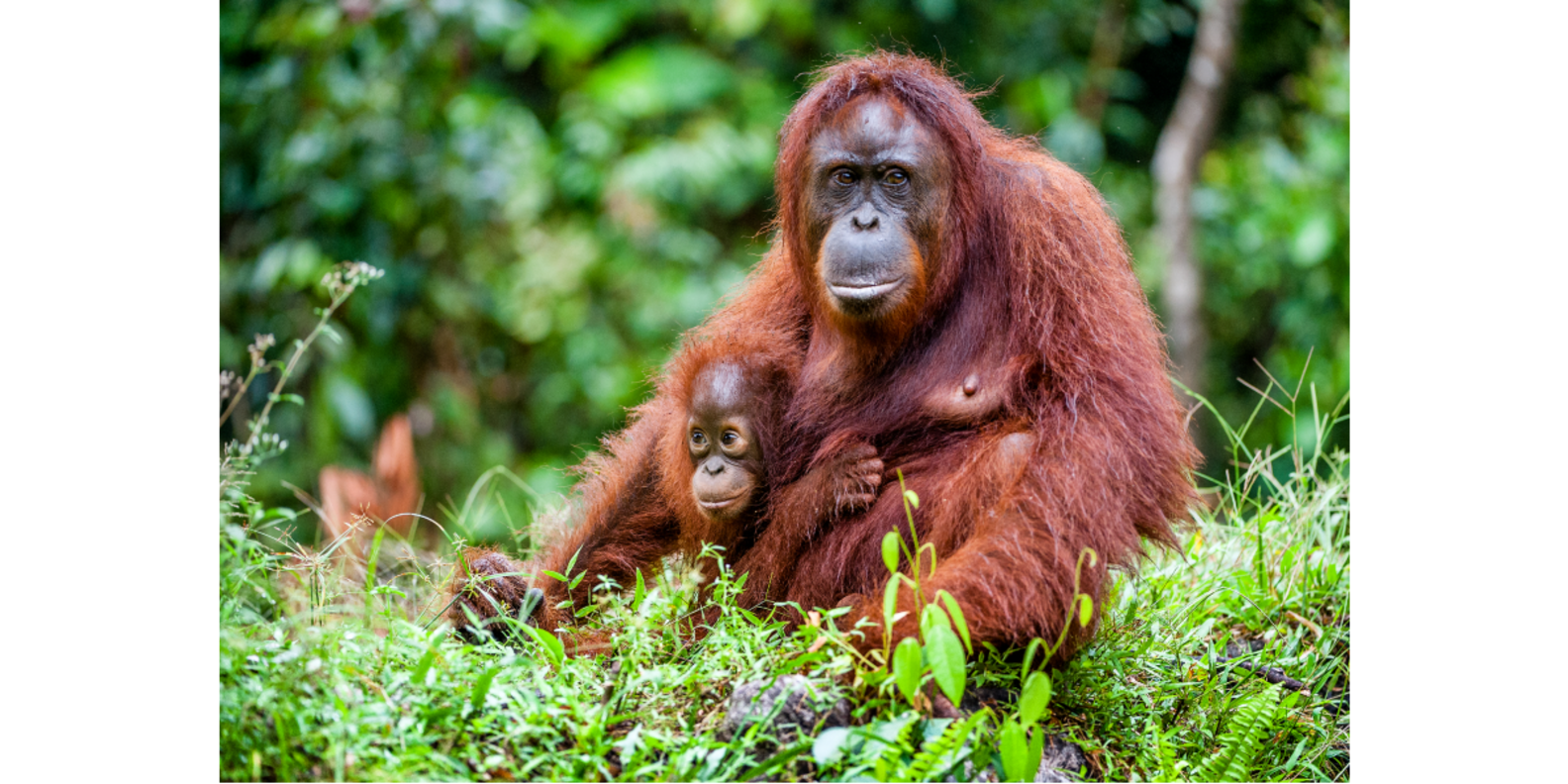 11 Endangered Animals Surprisingly Close To Extinction - DodoWell - The ...