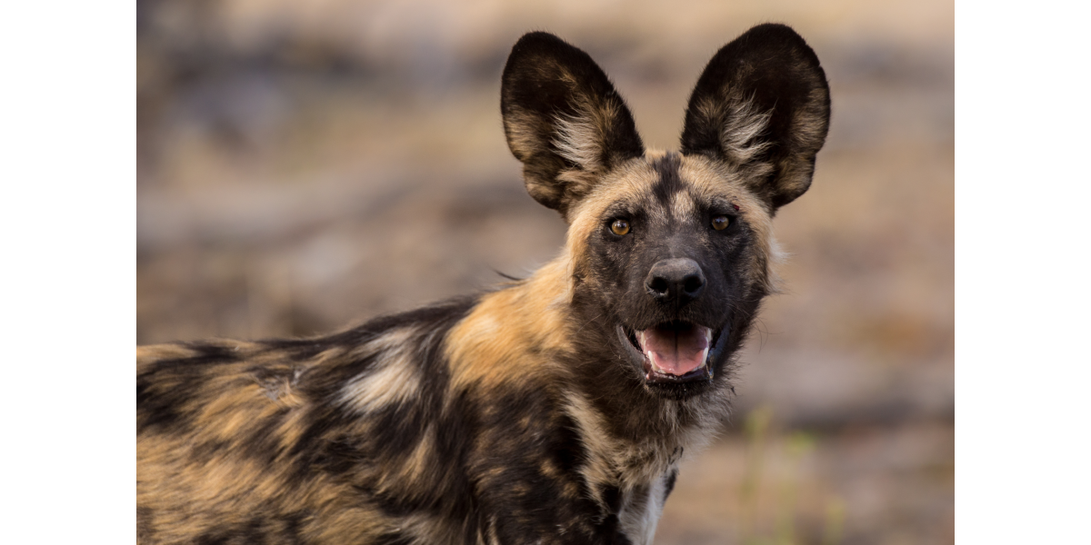 11 Endangered Animals Surprisingly Close To Extinction - DodoWell - The ...