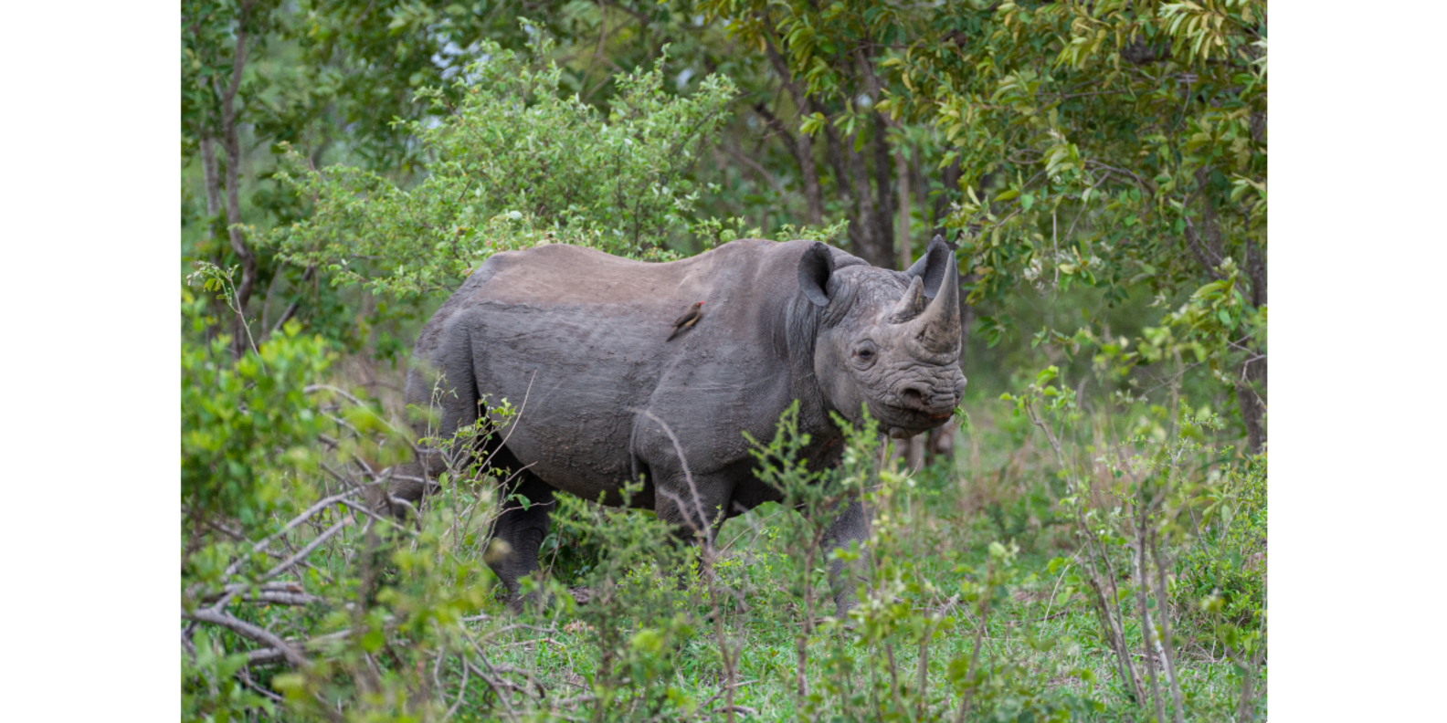 11 Endangered Animals Surprisingly Close To Extinction - DodoWell - The ...