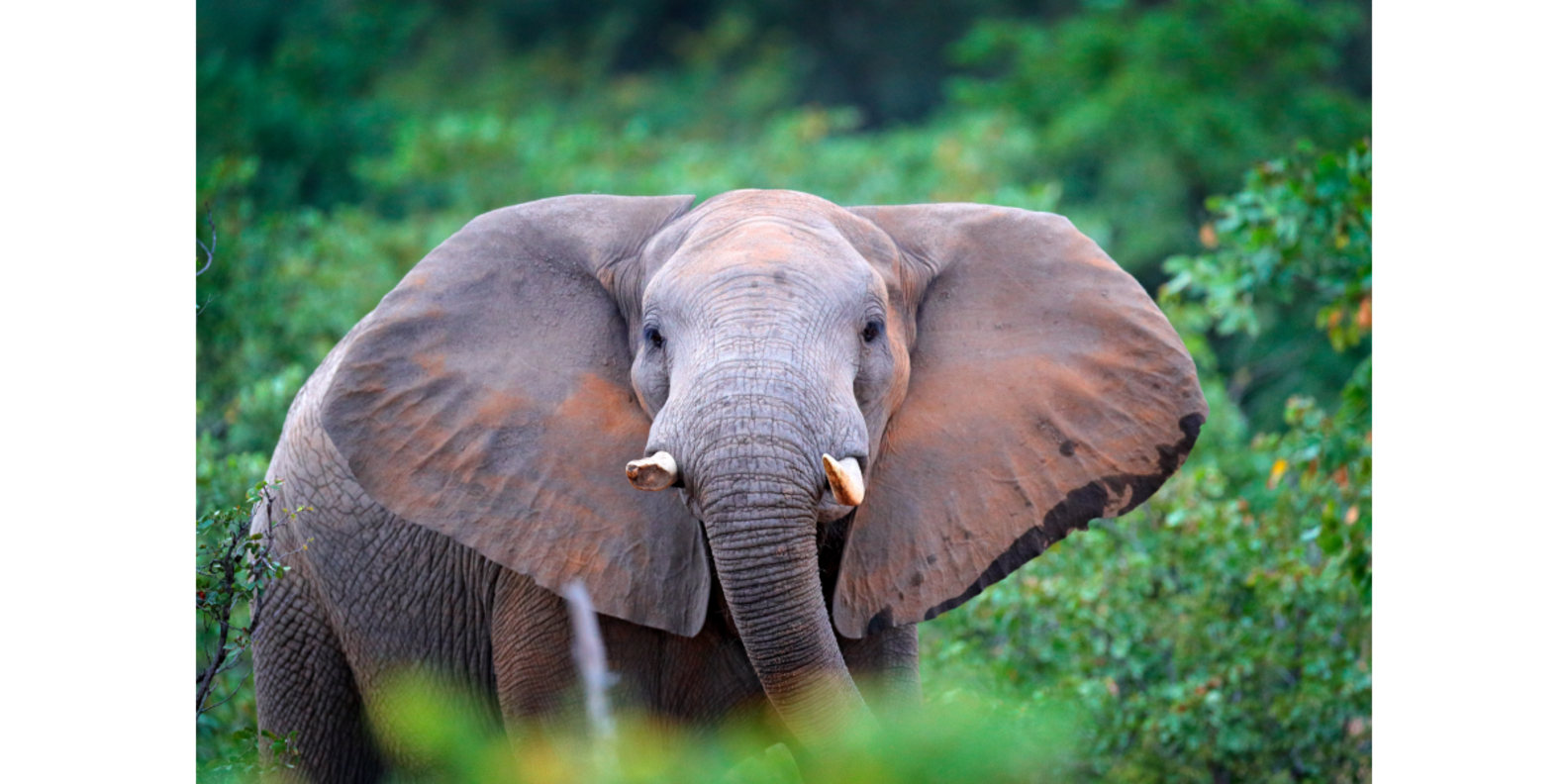 11 Endangered Animals Surprisingly Close To Extinction - DodoWell - The ...