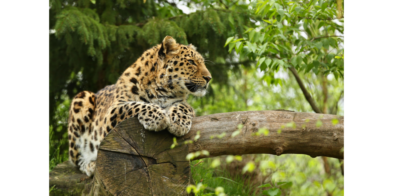 11 Endangered Animals Surprisingly Close To Extinction - DodoWell - The ...