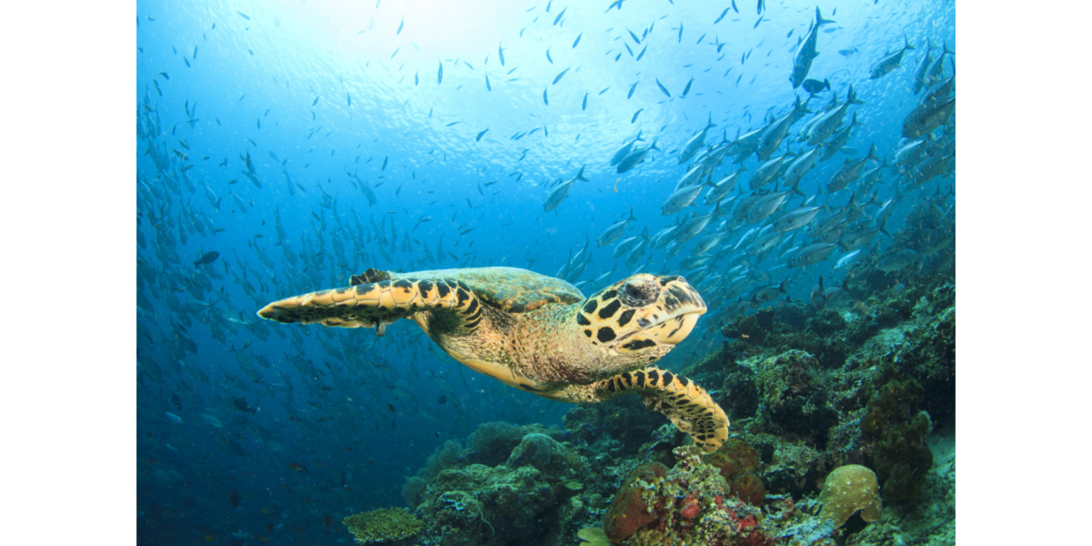 11 Endangered Animals Surprisingly Close To Extinction - DodoWell - The ...