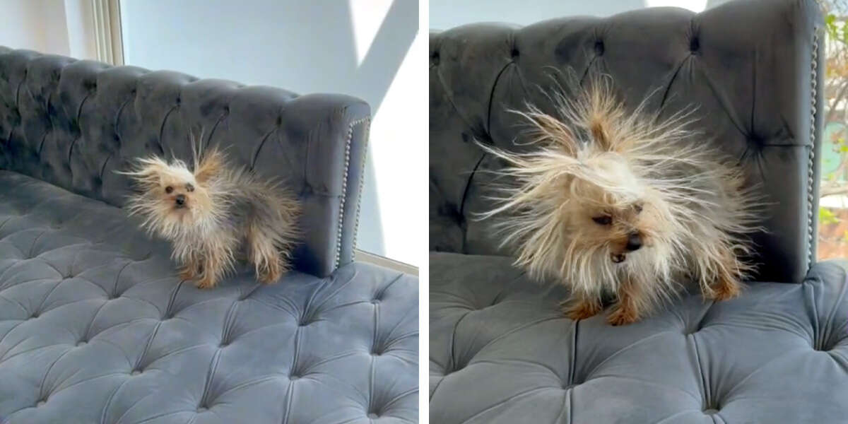 Electro-Charged Pup Is Precisely The Superhero The World Needs - The Dodo