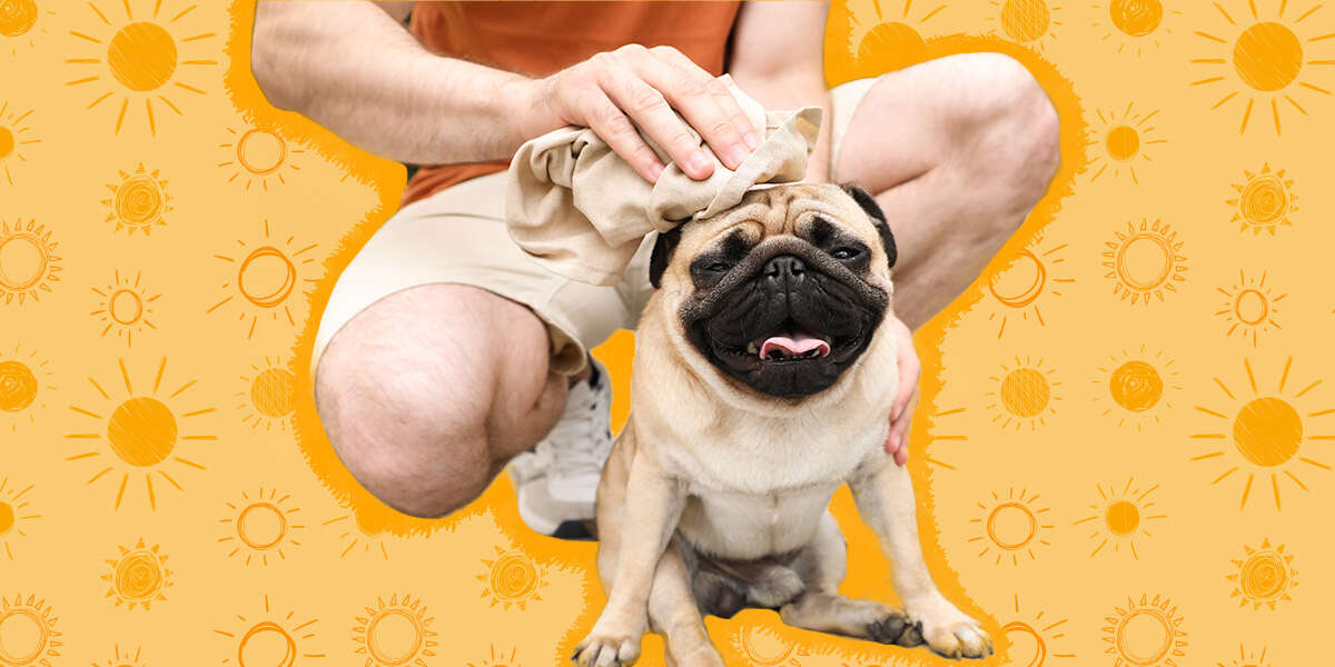 3 Most Common Dog Emergencies An ER Vet Sees In The Summer - DodoWell ...