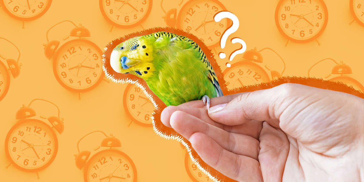 How Long Do Parakeets Live As Pets? Here’s What To Know About A ...