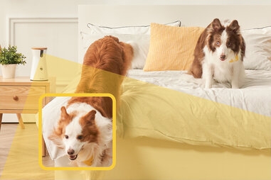 Furbo Introduces 360-Degree Camera That Will Track Your Dog's Movements ...
