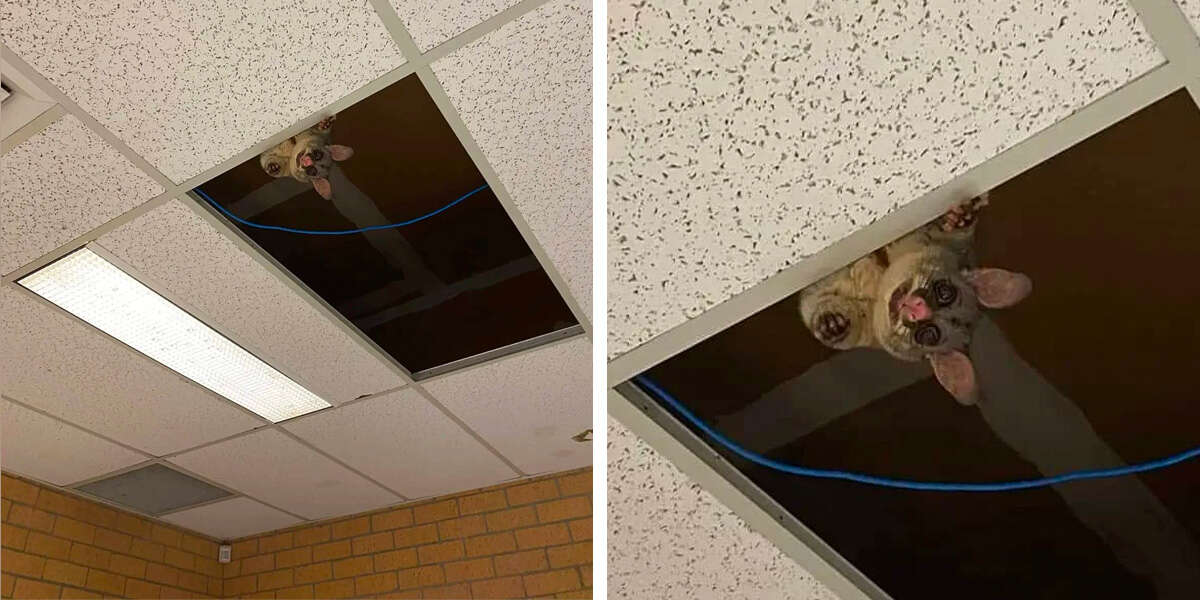 Woman In College Suddenly Realizes She S Being Watched The Dodo