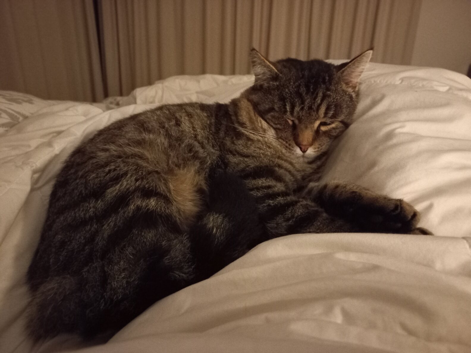 Sad Shelter Cat Gets Adopted And Is Completely Transformed - The Dodo
